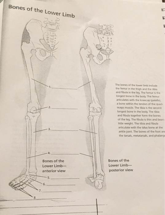 Solved Bones of the Lower Limb E GLUEDE LLE DER تم و The | Chegg.com