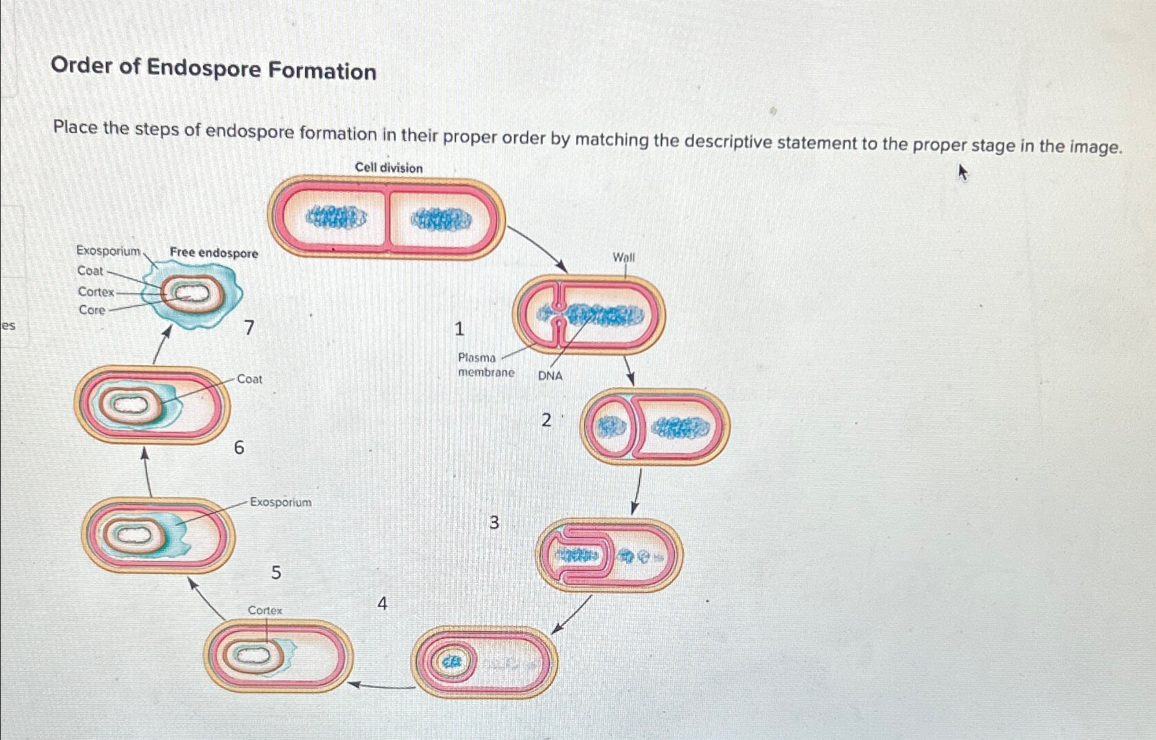 Solved Order of Endospore FormationPlace the steps of | Chegg.com