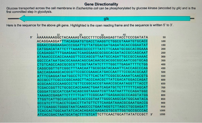 Solved Gene Directionality Glucose transported across the | Chegg.com