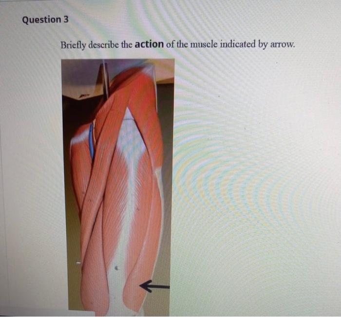 Solved Question 1 Briefly describe the action of the muscle | Chegg.com