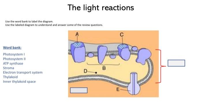 Solved The light reactions Use the word bank to label the | Chegg.com