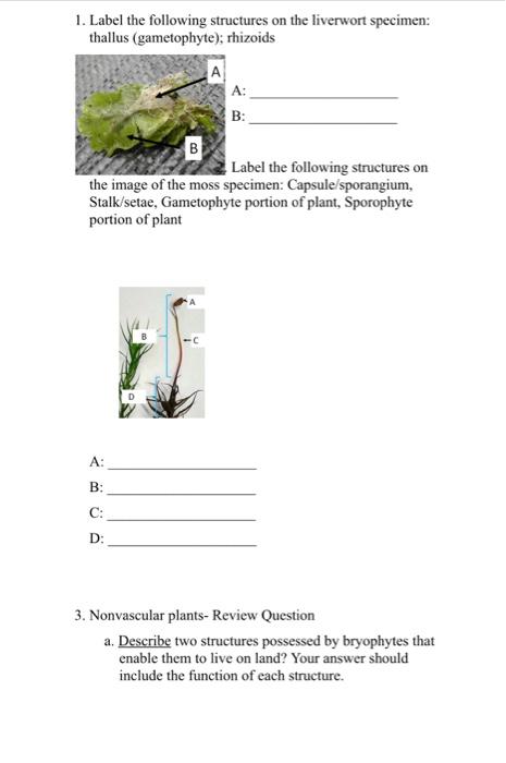Solved 1. Label the following structures on the liverwort | Chegg.com