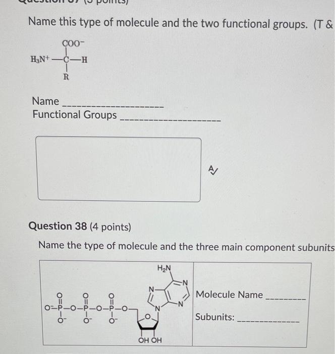 Solved Name this type of molecule and the two functional | Chegg.com
