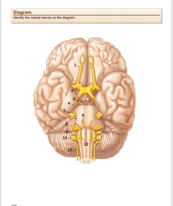 Solved Fill out the table with the name of each cranial | Chegg.com