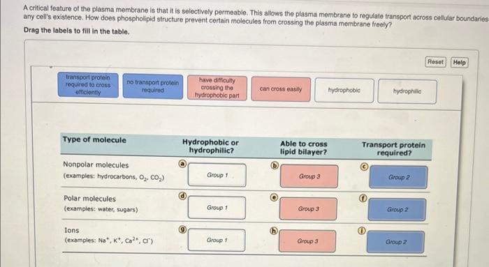 Solved Onnections The Plasma Membrane And Phospholipid