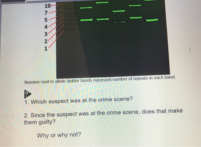 Solved EXERCISE A: PCR amplification of forensic DNA | Chegg.com