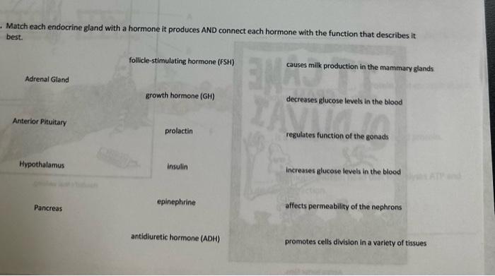 Solved Match each endocrine gland with a hormone it produces | Chegg.com
