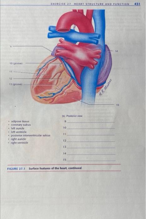 Solved EXERCISE 27 HEART STRUCTURE AND FUNCTION 431 10 | Chegg.com