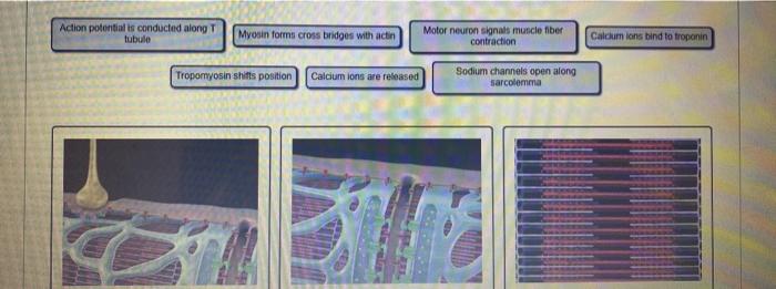 Solved Action potential is conducted along T tubule Myosin | Chegg.com