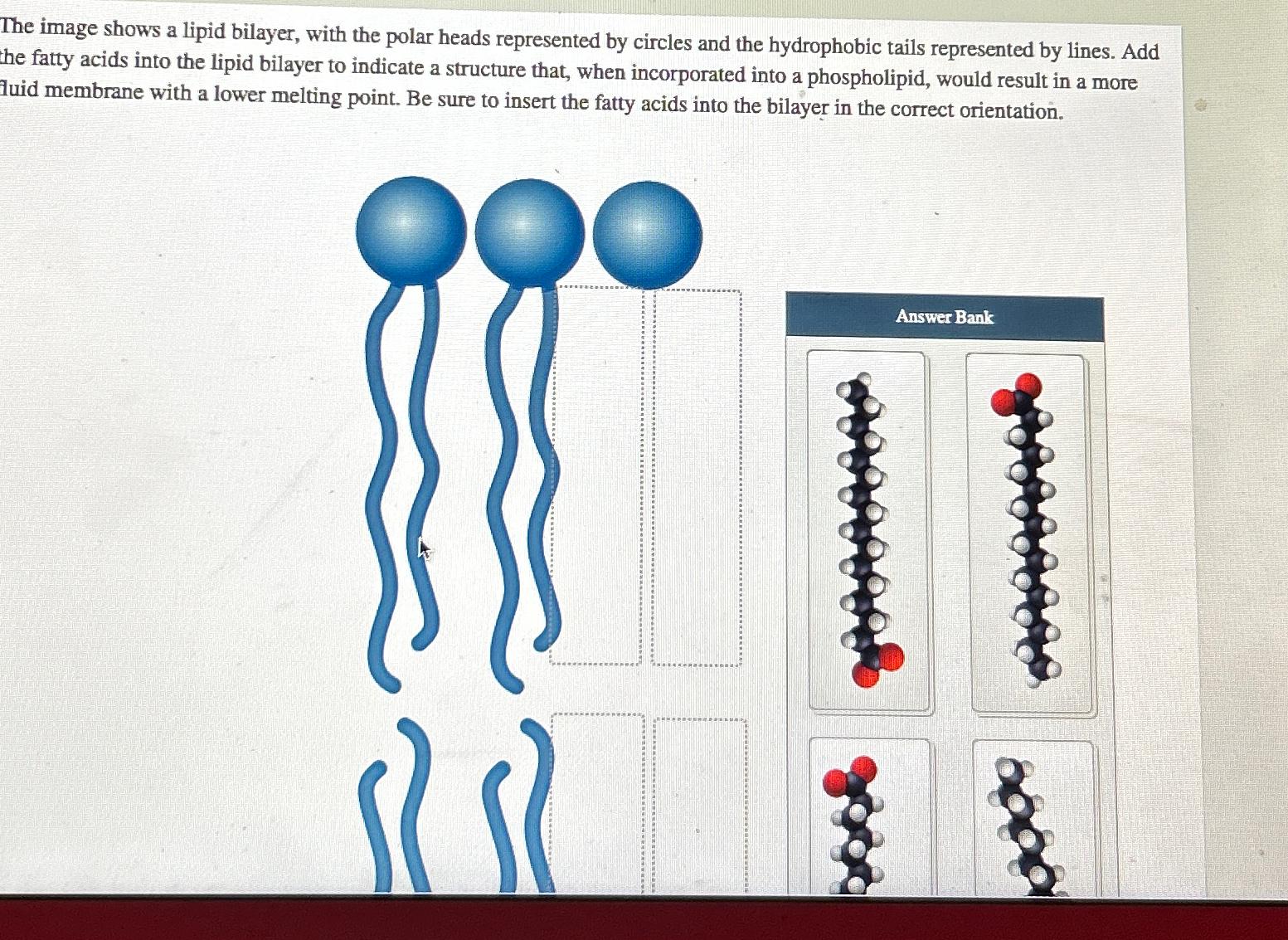 Solved The image shows a lipid bilayer, with the polar heads | Chegg.com