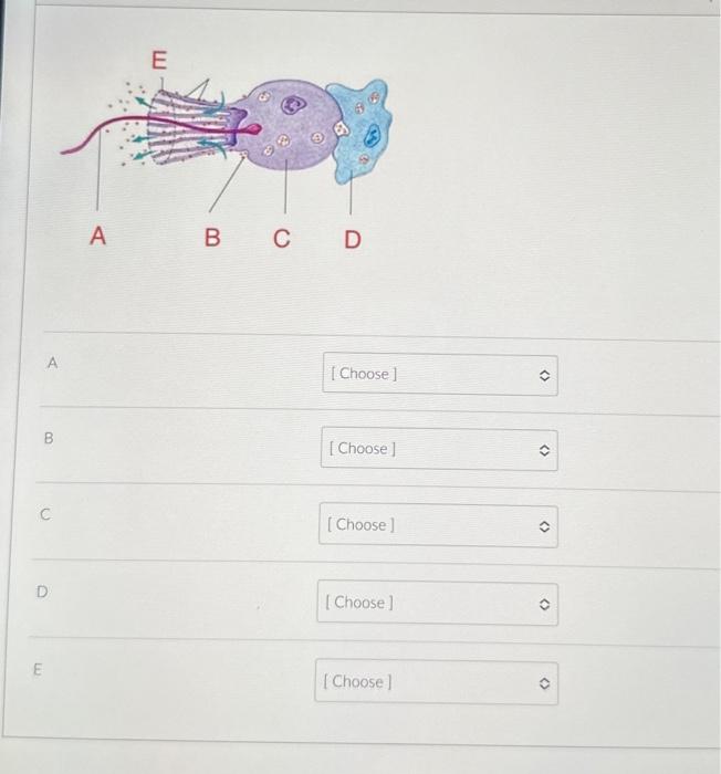 Solved A [Choose] B [Choose] C [Choose] D [Choose] E | Chegg.com