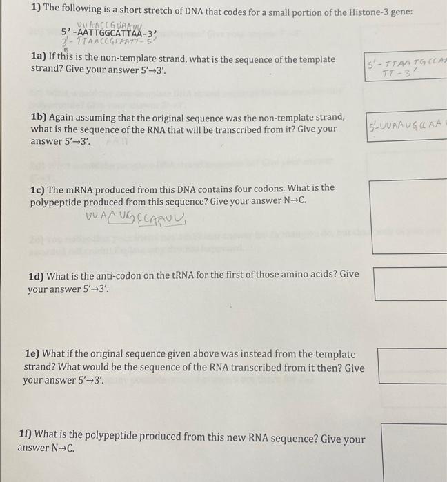 Solved 1) The following is a short stretch of DNA that codes | Chegg.com