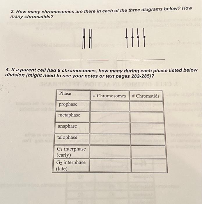 Solved 2. How many chromosomes are there in each of the | Chegg.com
