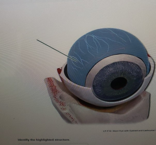 Solved .. LT-F12 Giant Eye with Eyelid and Lachrymat | Chegg.com