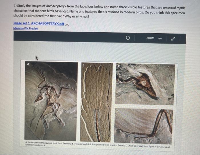 Solved 1) Study the images of Archaeopteryx from the lab | Chegg.com