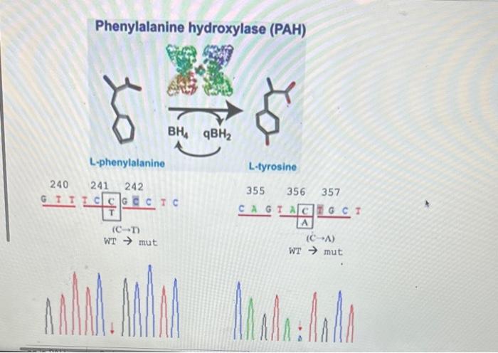 Solved Phenylalanine hydroxylase (PAH)\begin{tabular}{l|l} | Chegg.com
