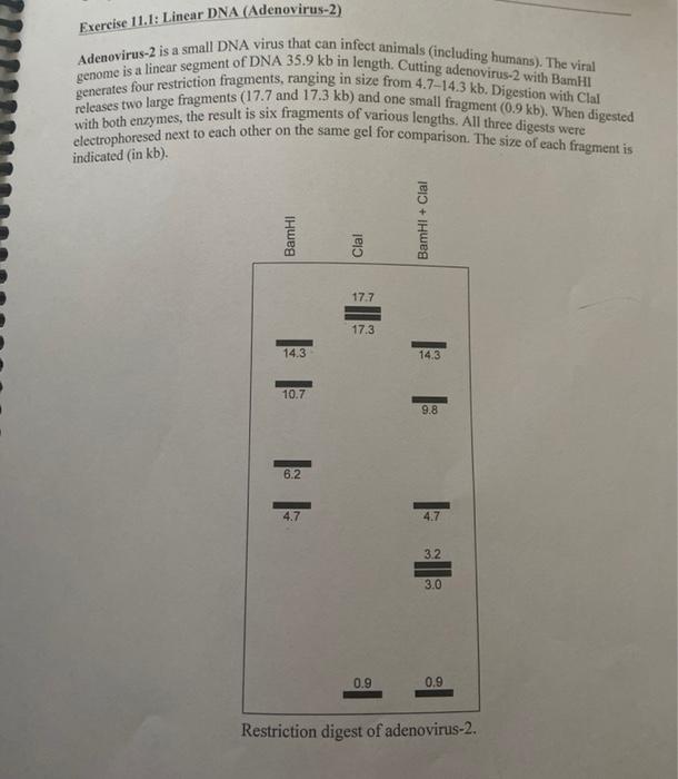Solved Lab 11: Restriction Mapping In the space below, draw | Chegg.com