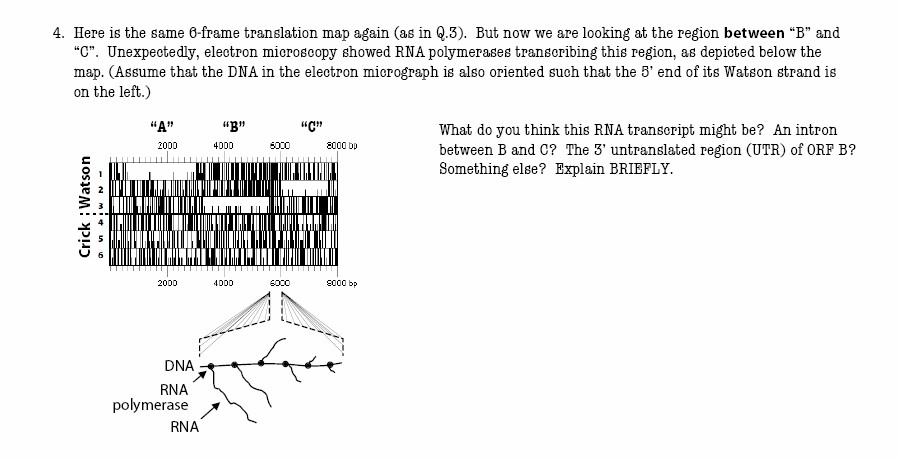 Here is the same 6-frame translation map again (as in | Chegg.com