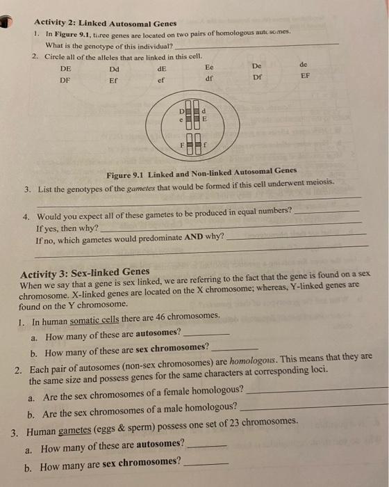 Solved Activity 2: Linked Autosomal Genes 1. In Figure 9.1, | Chegg.com