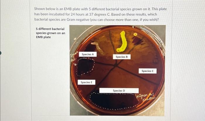 Solved Shown below is an EMB plate with 5 different | Chegg.com