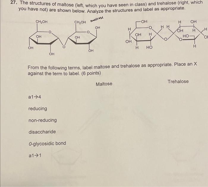 Solved 27. The structures of maltose (left, which you have | Chegg.com Solved 27. The structures of maltose (left, which you have | Chegg.com