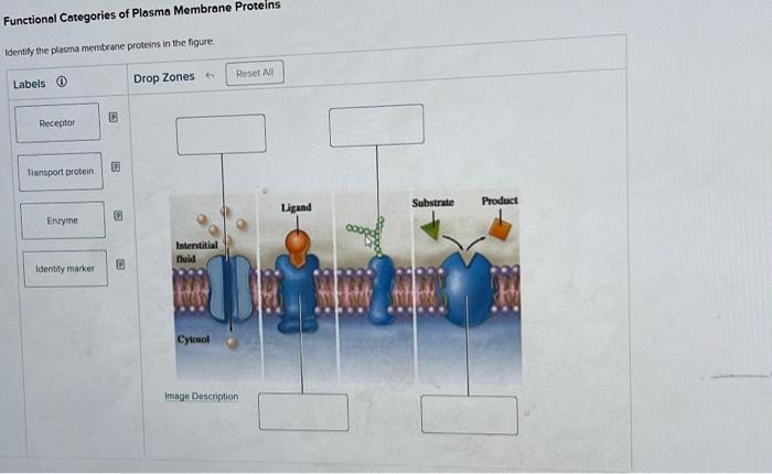 Solved Functional Categories of Plasma Membrane Proteins | Chegg.com