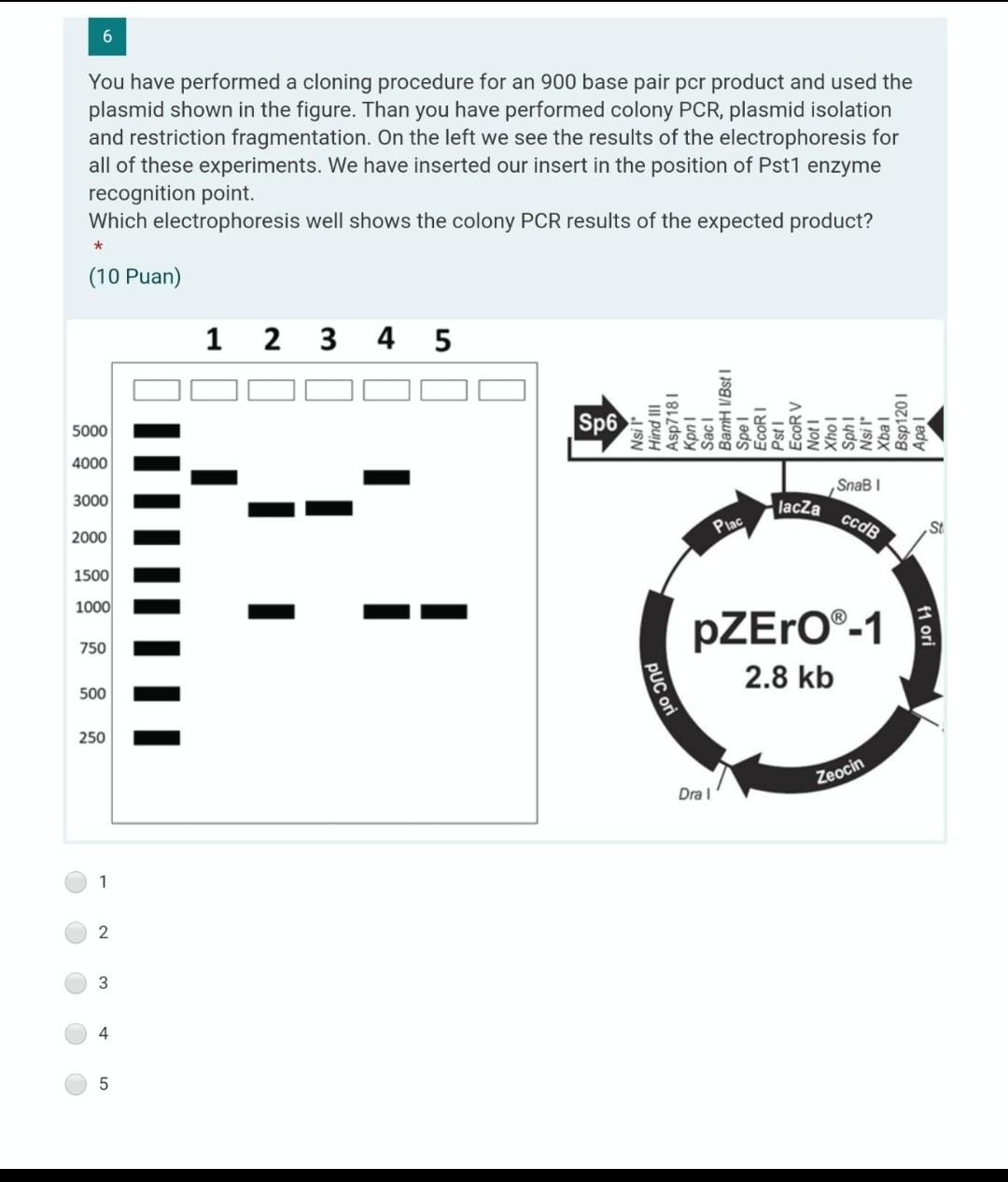 Solved 6 You have performed a cloning procedure for an 900 | Chegg.com