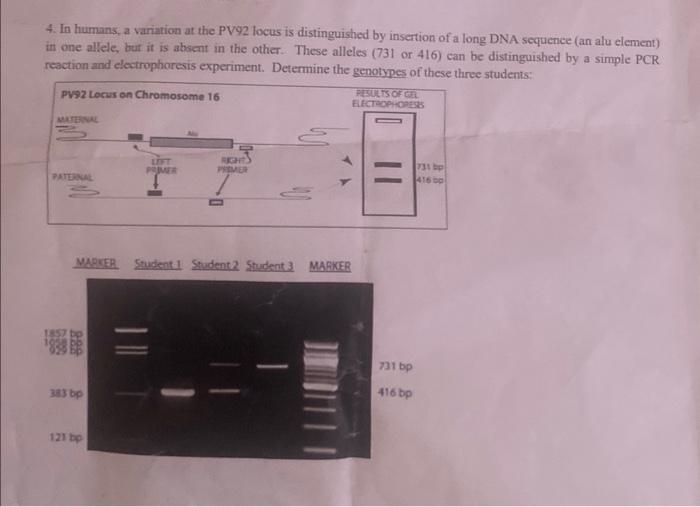 Solved 4. In humans, a variation at the PV92 locus is | Chegg.com