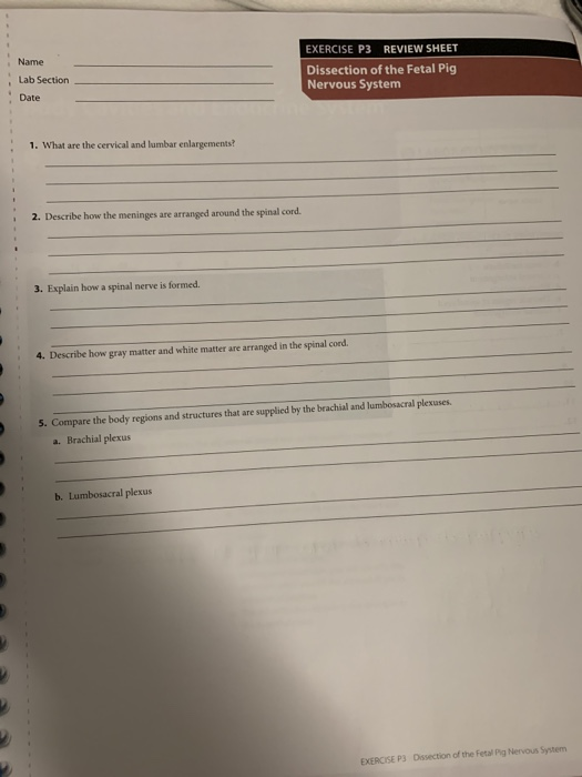 Solved Name Lab Section Date EXERCISE P3 REVIEW SHEET | Chegg.com