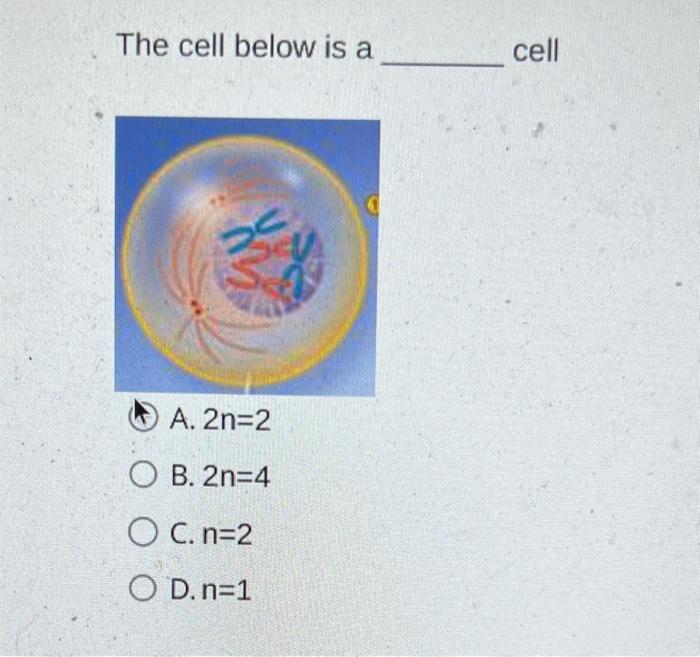 Solved The cell below is a cell A. 2n=2 B. 2n=4 C. n=2 D. | Chegg.com