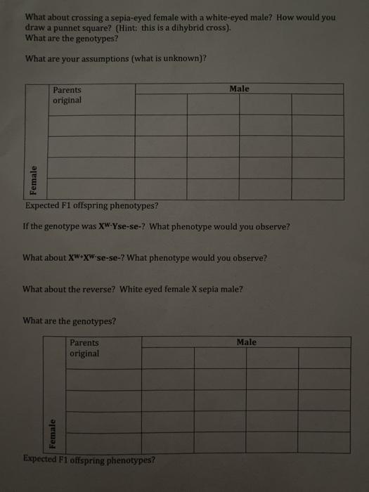 Solved Wild Type female X White eyed Male. What is the | Chegg.com