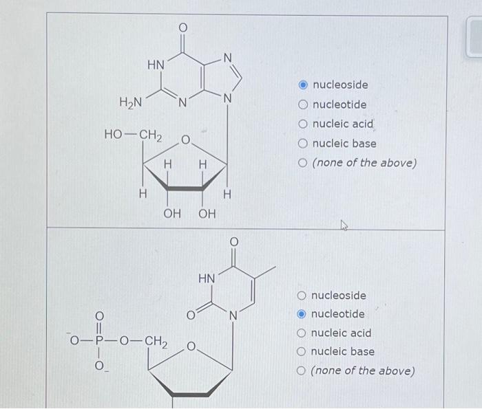 Solved nucleoside nucleotide nucleic acid nucleic base (none | Chegg.com