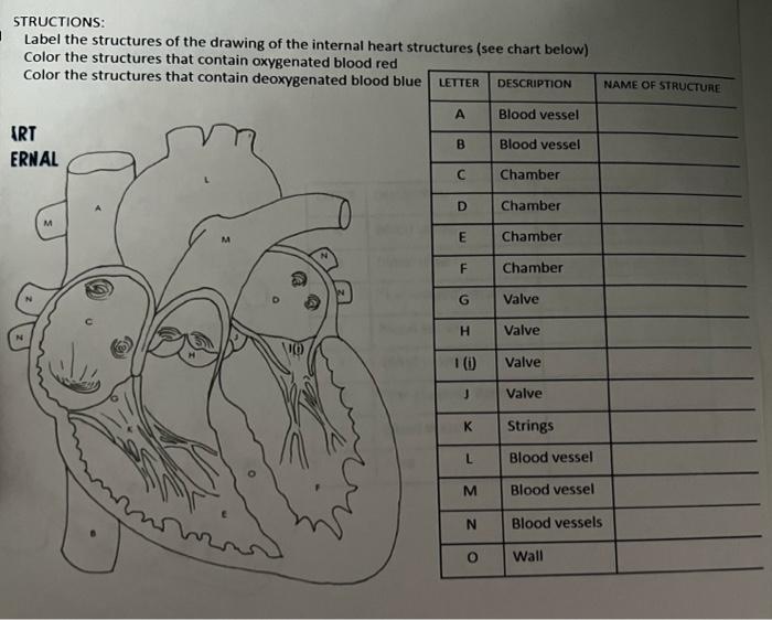 Solved STRUCTIONS: Label the structures of the drawing of | Chegg.com