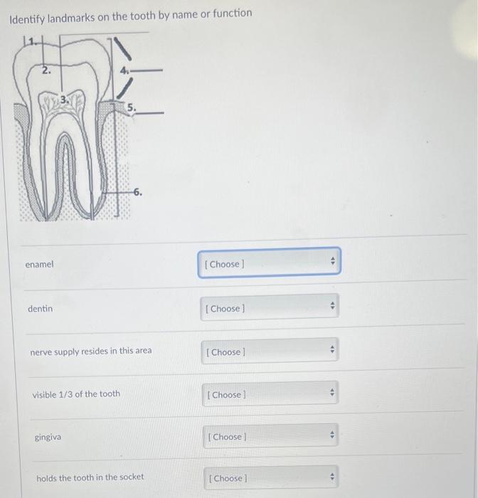 [Solved]: Identify landmarks on the tooth by name or functi