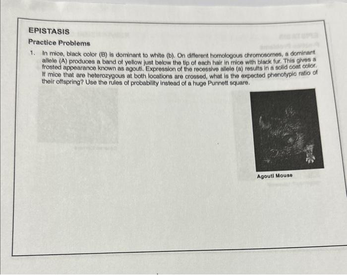 Solved EPISTASIS Practice Problems 1. In mice, black color | Chegg.com