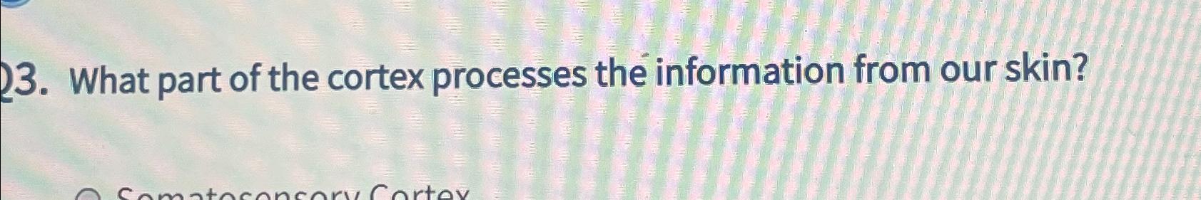 Solved What part of the cortex processes the information | Chegg.com