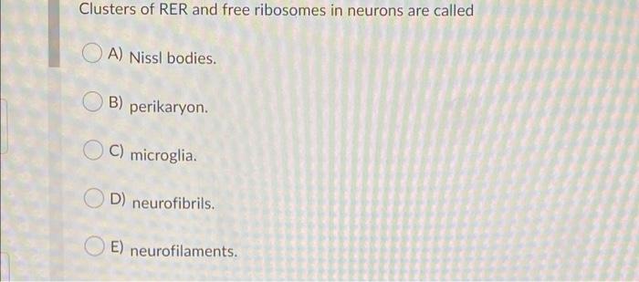 Solved Clusters of RER and free ribosomes in neurons are | Chegg.com