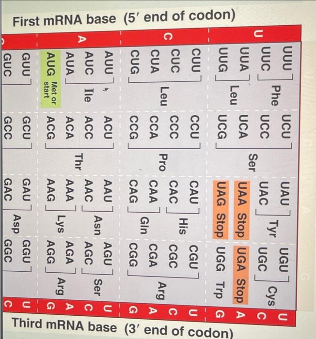 Solved Given the following mRNA sequence and genetic code | Chegg.com