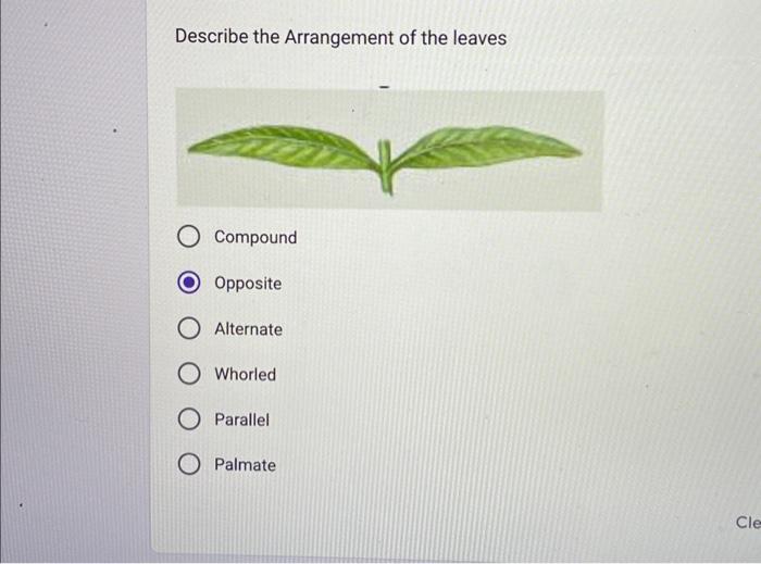 Solved Describe the stem arrangement Simple Compound | Chegg.com