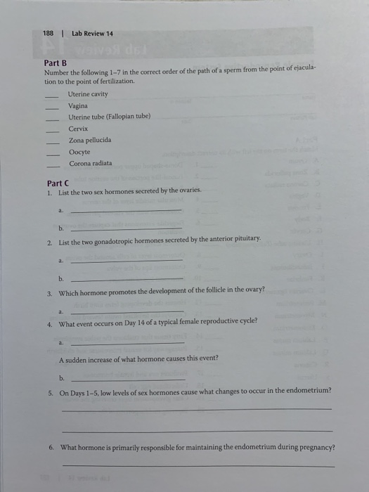 Solved Lab Review Female Reproductive System Section # Name | Chegg.com