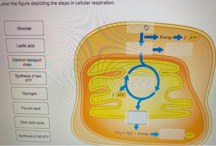 Solved Label the figure depicting the steps in cellular | Chegg.com