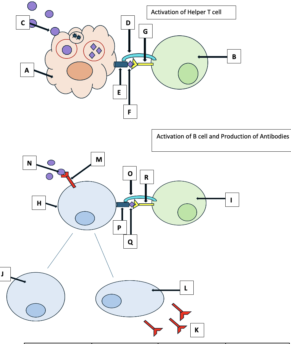 Solved 1. ﻿The steps in humoral immunity include: a. | Chegg.com