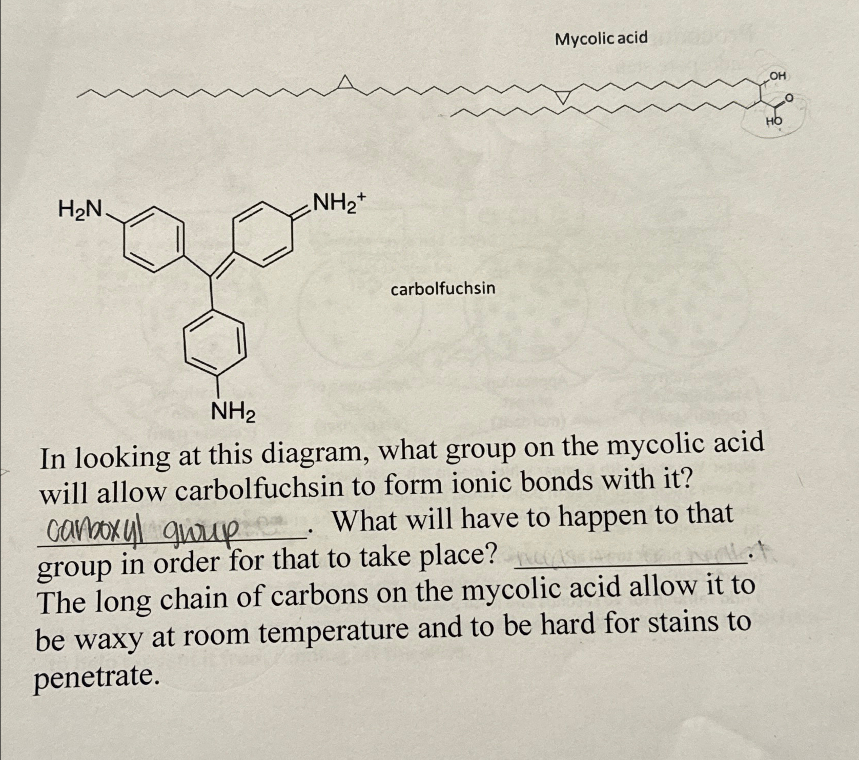 Solved In looking at this diagram, what group on the mycolic | Chegg.com