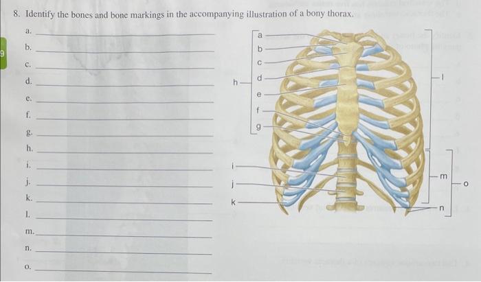 Solved 2. Identify the bones and bone markings in the | Chegg.com