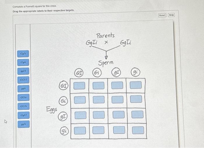[Solved]: Complete a Punnett square for this cross. Drag th