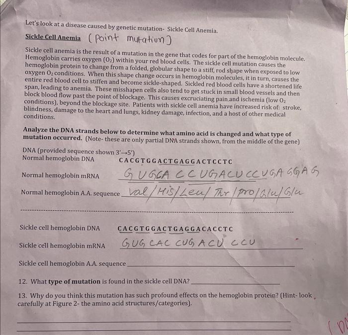 Solved Let's look at a disease caused by genetic mutation- | Chegg.com