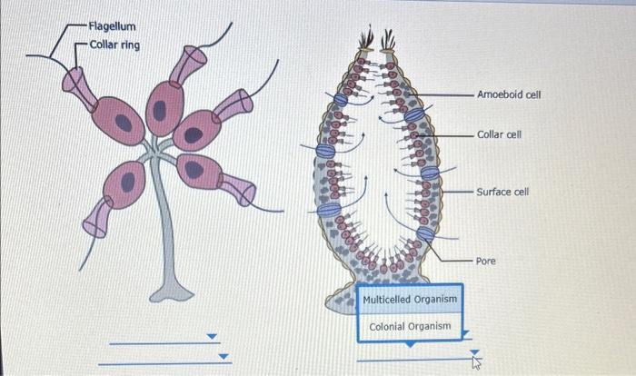 Solved 1. Connection between animals and protists All | Chegg.com