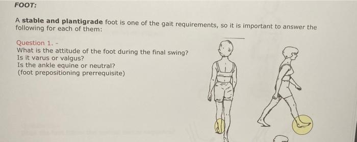 Solved FOOT: A stable and plantigrade foot is one of the | Chegg.com