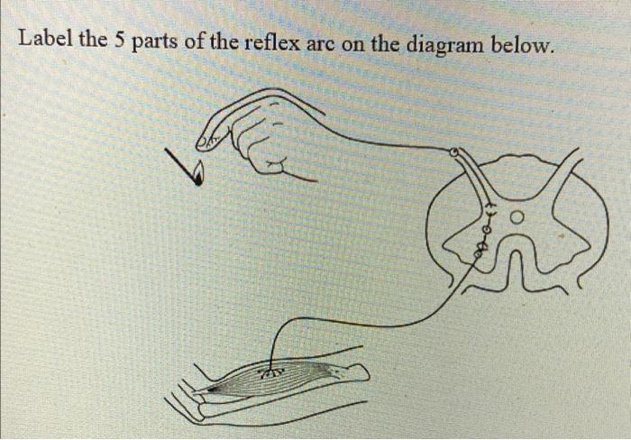 Solved Label the 5 parts of the reflex arc on the diagram | Chegg.com