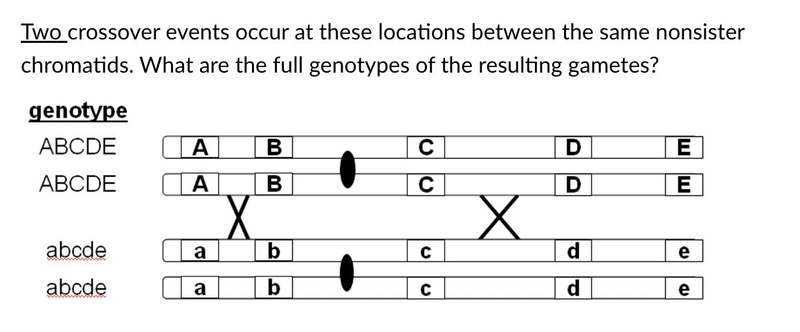 Solved Two crossover events occur at these locations between | Chegg.com